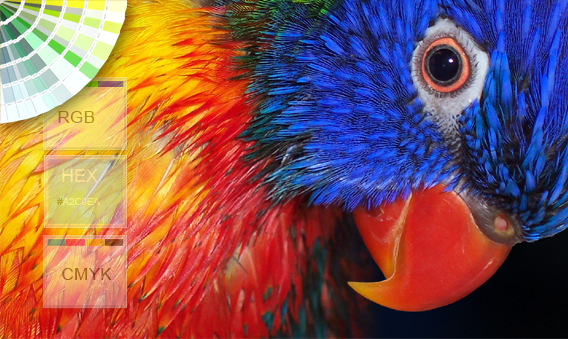 DIGITAL COLOUR ATLAS 5.0